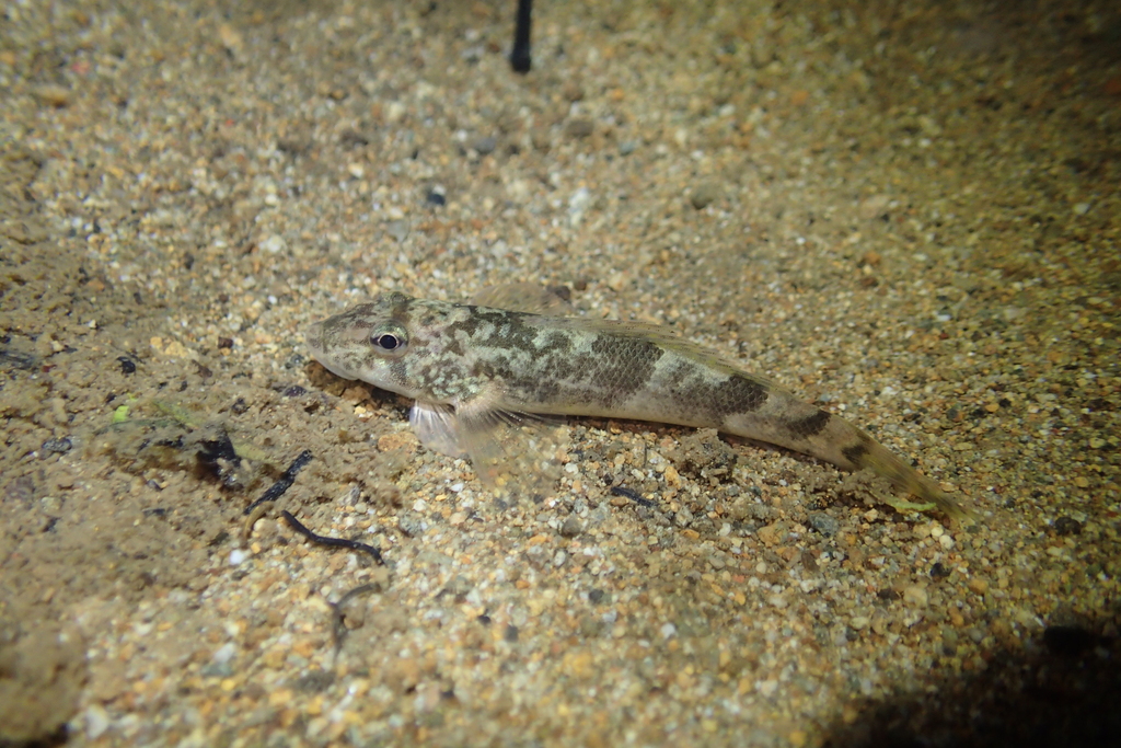 Torrentfish in November 2024 by Oscar Dove. A juvenile resting just ...