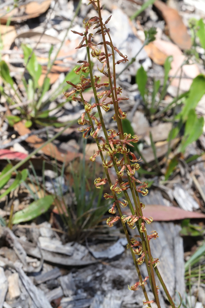 Yellow Stackhousia in November 2024 by M.J. Baker · iNaturalist