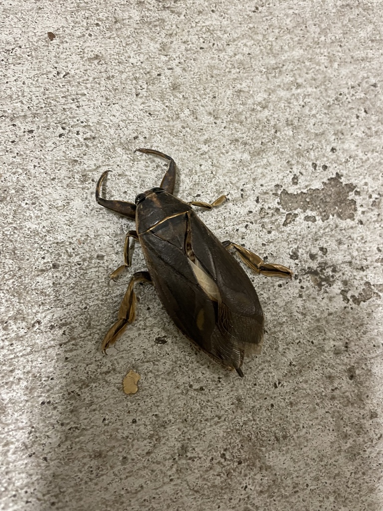 Eastern Toe-biter from University of Central Florida, Orlando, FL, US ...