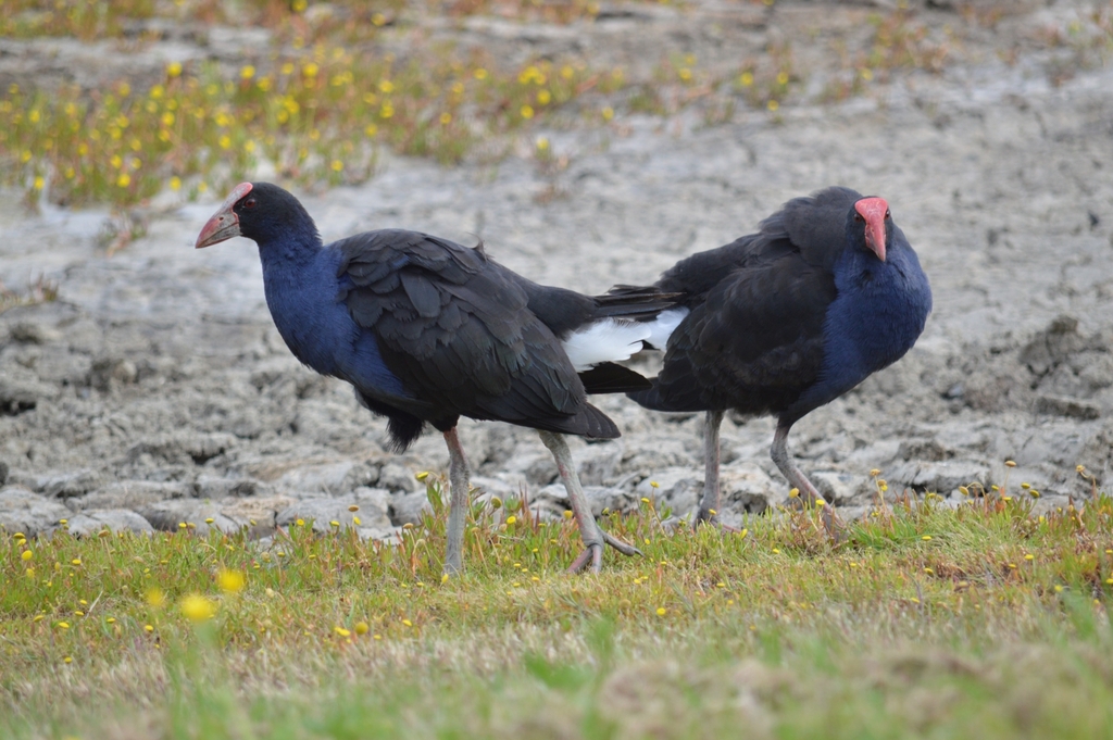 Southeastern Australasian Swamphen from 2QVC+62 Bird Hide, Māngere ...