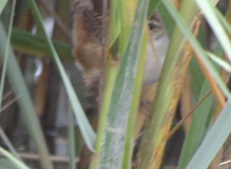 Marsh Wren from St. Augustine, FL, USA on November 6, 2024 at 11:56 AM ...