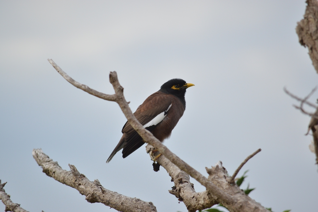 Common Myna from Māngere Bridge, Auckland 2022, New Zealand on November ...