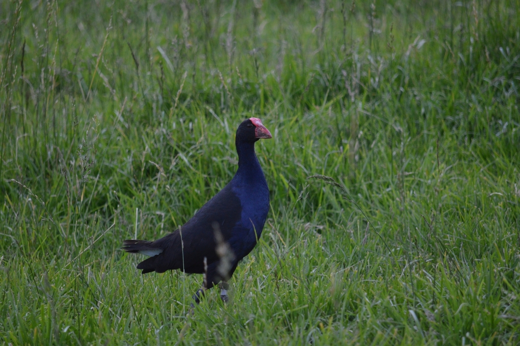 Southeastern Australasian Swamphen from Māngere Bridge, Auckland 2022 ...