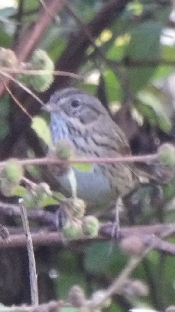 Lincoln's Sparrow in November 2024 by Christopher Hensel · iNaturalist