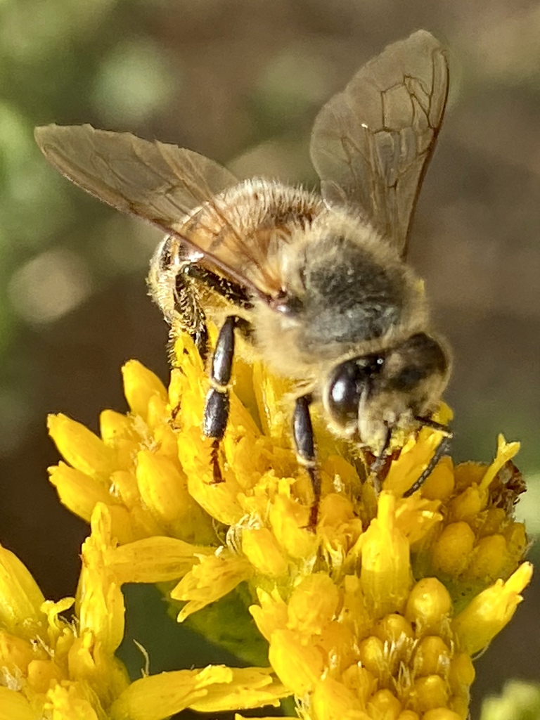 Western Honey Bee from Laguna Niguel, CA, USA on November 6, 2024 at 10 ...