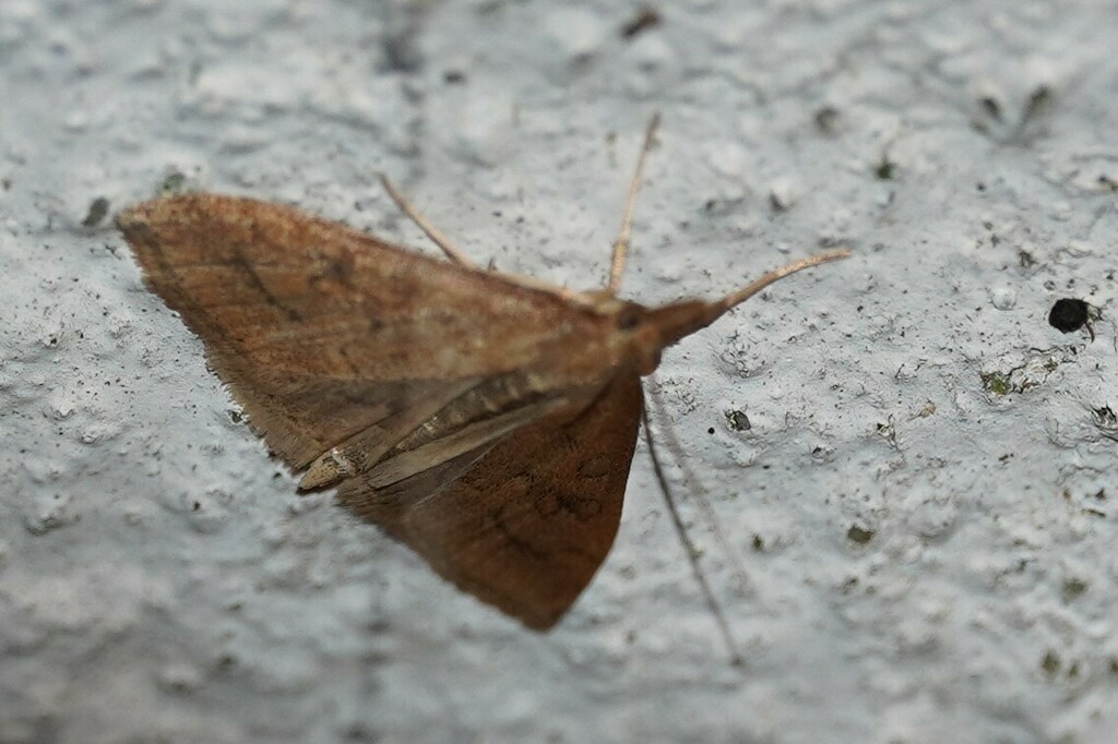 Celery Leaftier Moth from Chester Springs, PA 19425, USA on November 5 ...