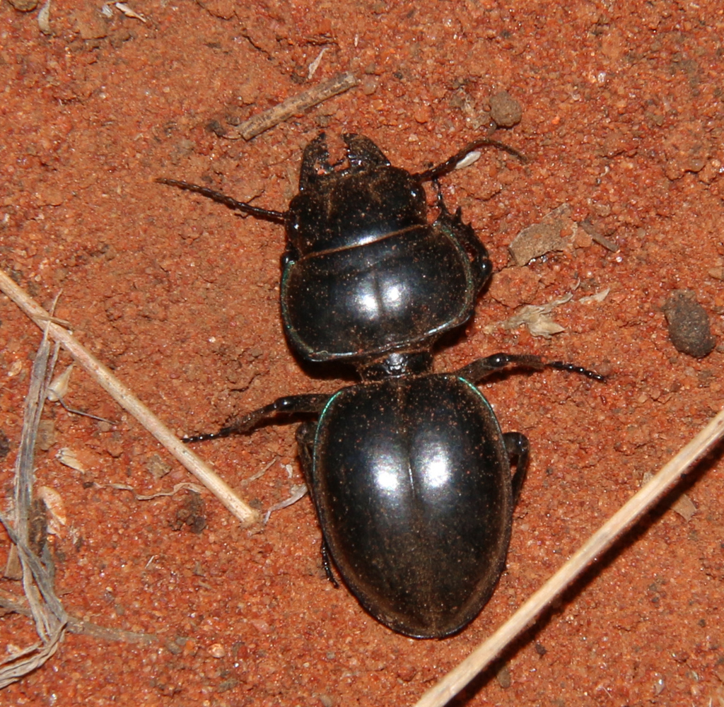 Ground Beetles from Naree Station (BHA), NSW, Australia on September 2 ...