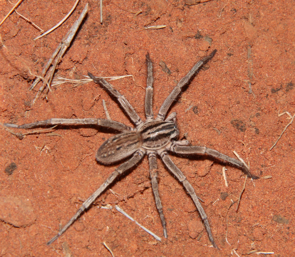 Prowling spiders from Naree Station (BHA), NSW, Australia on September ...