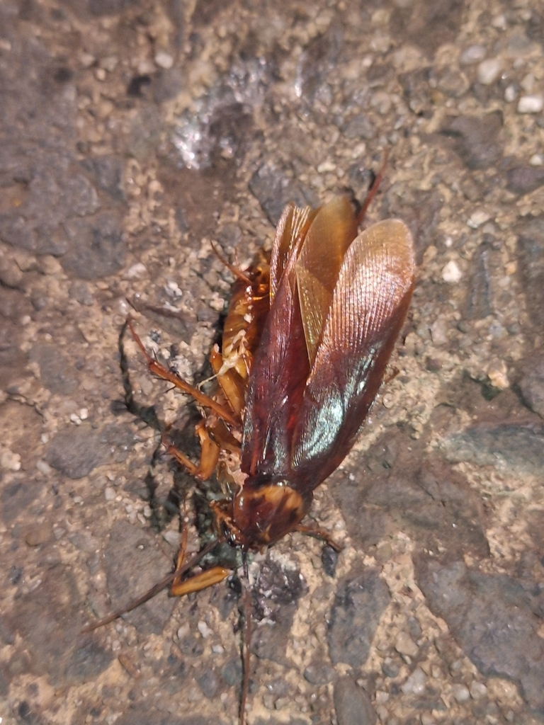 American Cockroach from San Pedro, Cali, Valle del Cauca, Colombie on ...
