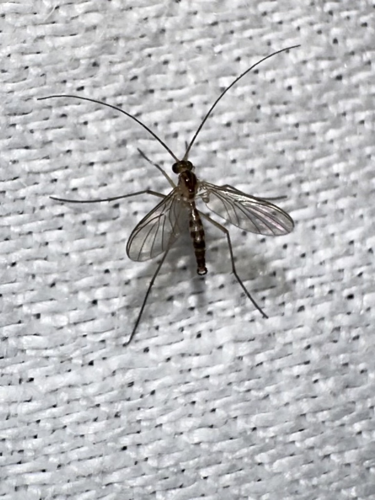 Macrocera from Westwood Ln, Chestertown, MD, US on November 6, 2024 at ...