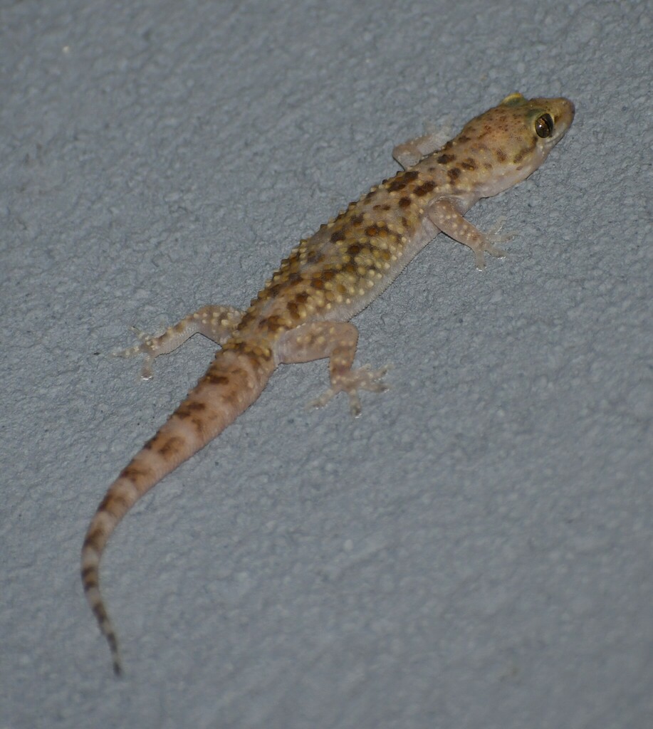 Mediterranean House Gecko from South Side, Corpus Christi, TX, USA on ...