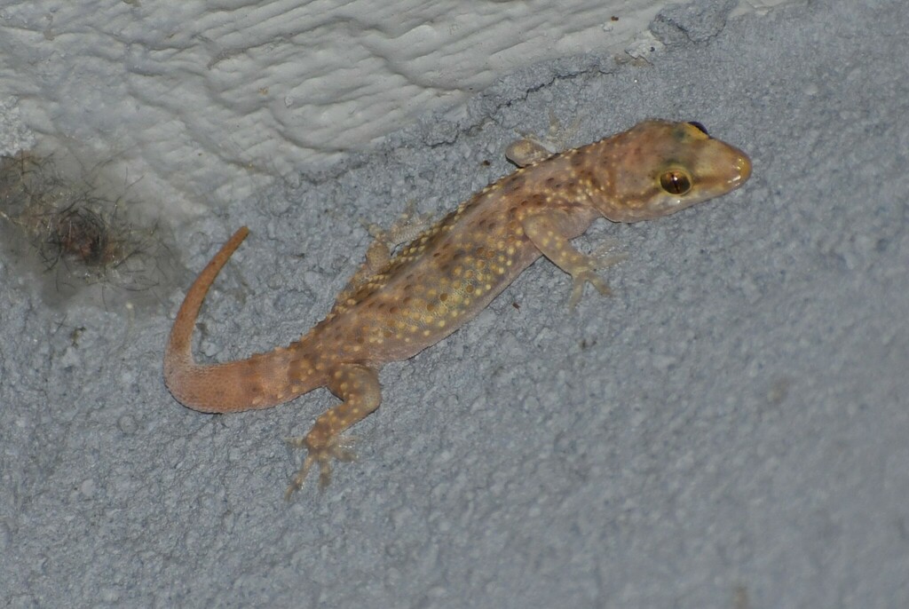 Mediterranean House Gecko from South Side, Corpus Christi, TX, USA on ...