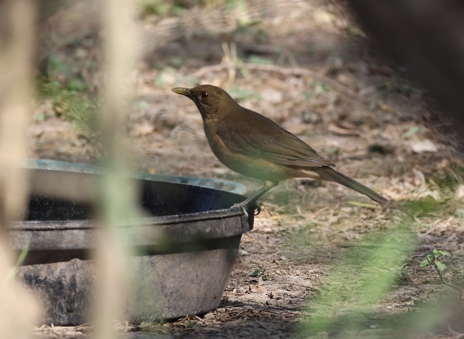Clay-colored Thrush from National Butterfly Center, 3333 Butterfly Park ...