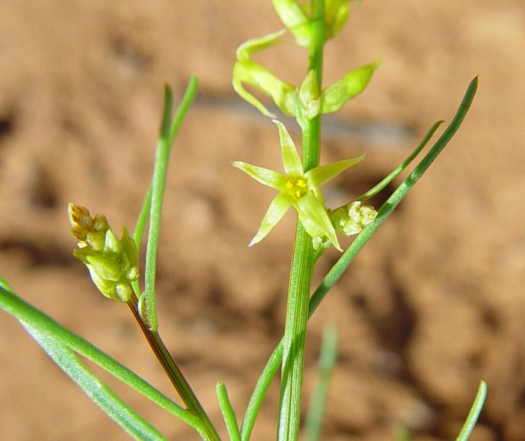 western stackhousia from East Lyons River WA 6705, Australia on July 9 ...