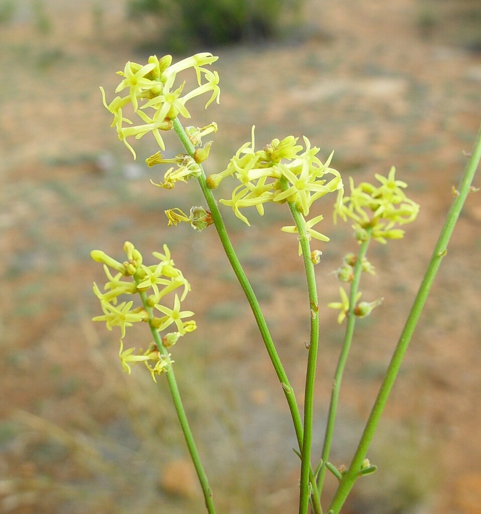 Stackhousia from Lake Austin WA 6640, Australia on August 18, 2003 by ...