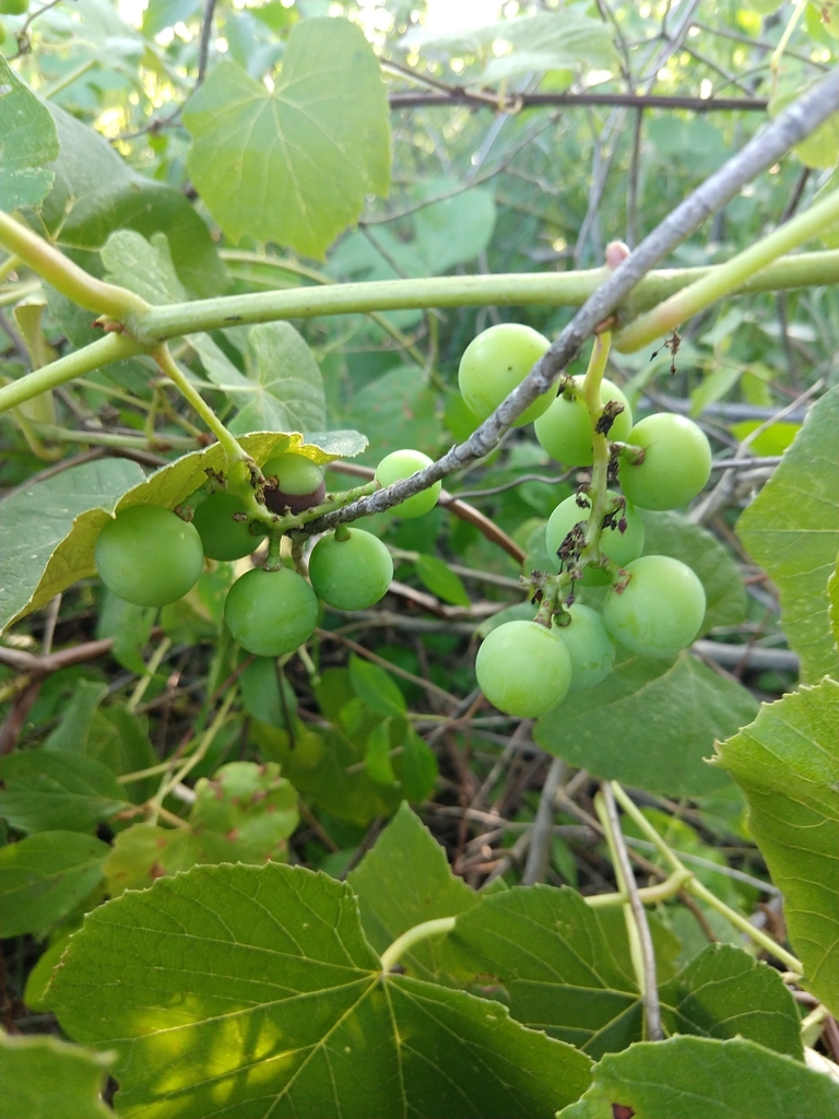 fox grape (Vitis labrusca) - Botanical Realm