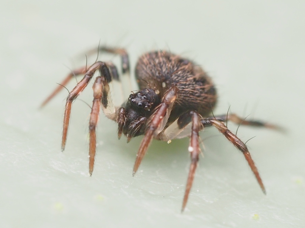 Hadrotarsinae from North Island / Te Ika-a-Māui, Ruawai, Northland, NZ ...