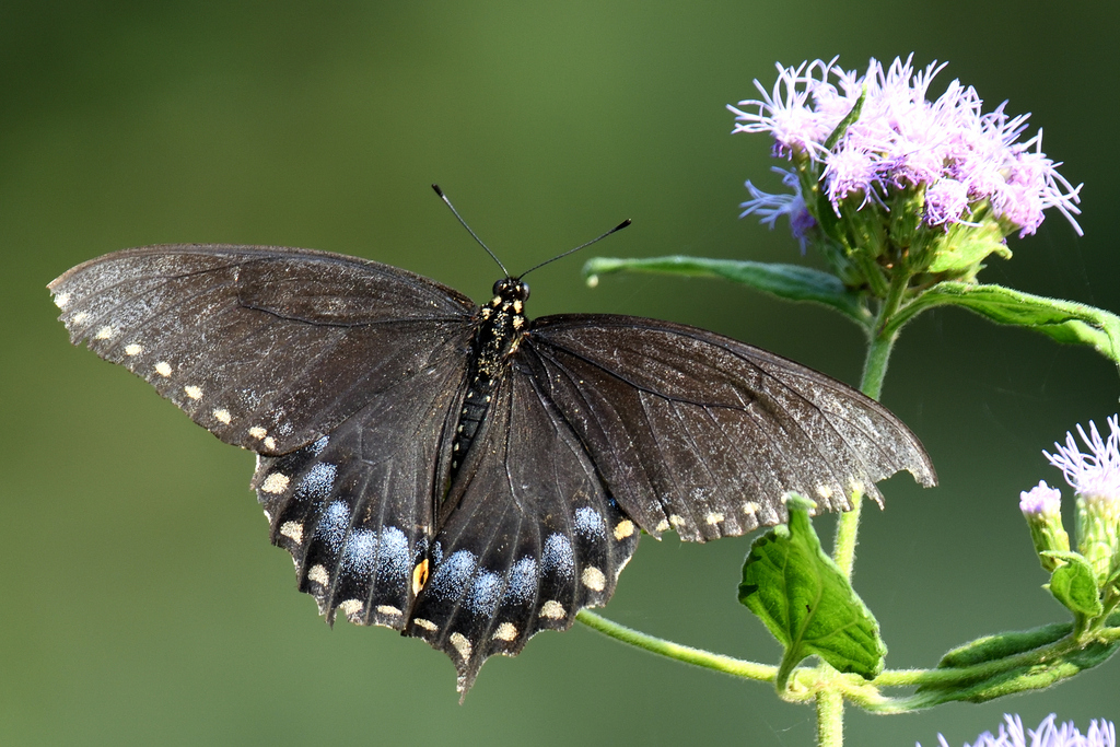 Mexican Tiger Swallowtail from Bustamante, N.L., México on November 2 ...