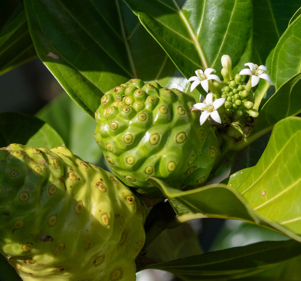Noni from McBryde & Allerton National Tropical Botanical Garden, Koloa ...