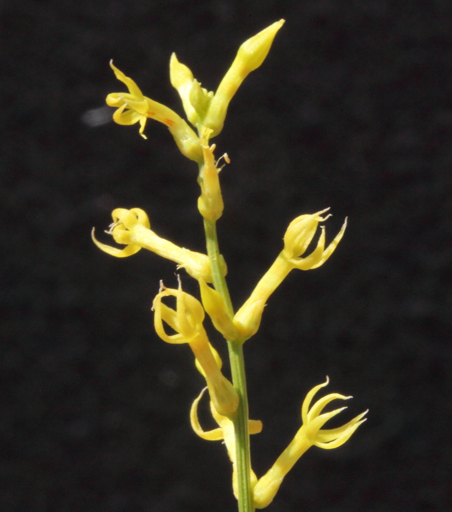 western stackhousia from Pindar WA 6631, Australia on September 17 ...