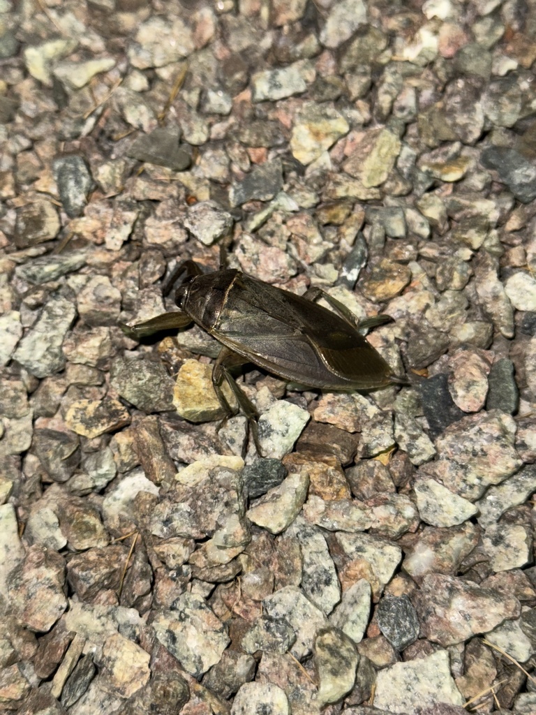American Giant Water Bug from The John F. Kennedy Presidential Library ...