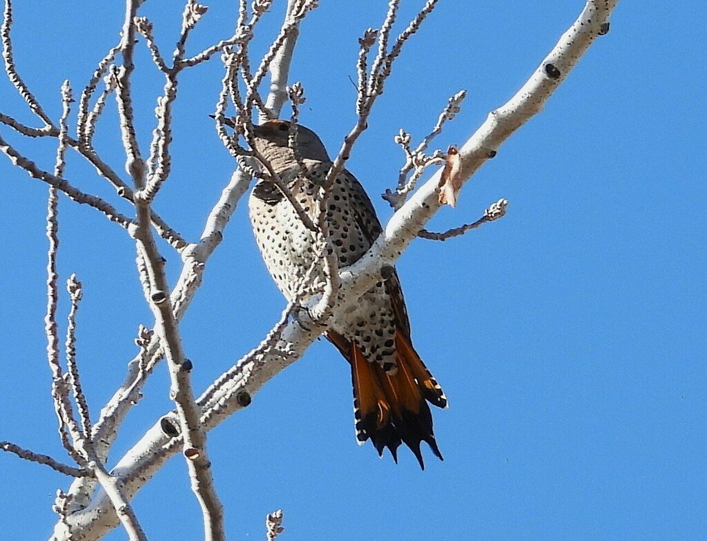 Northern Flicker from Benton County, WA, USA on November 6, 2024 at 02: ...