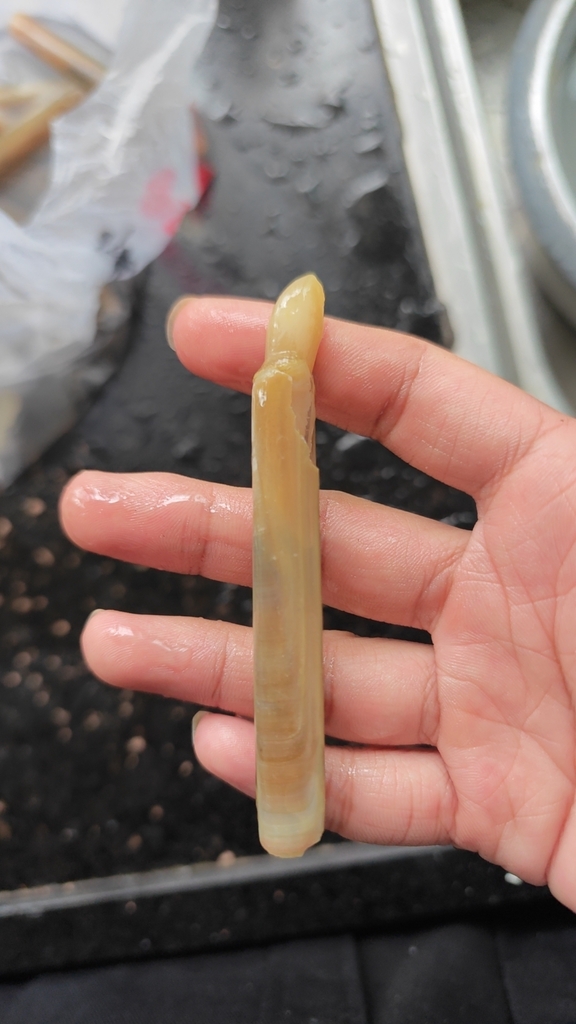 Solen strictus from Zhoushan, CN-ZJ, CN on November 06, 2024 by 李博恒 ...