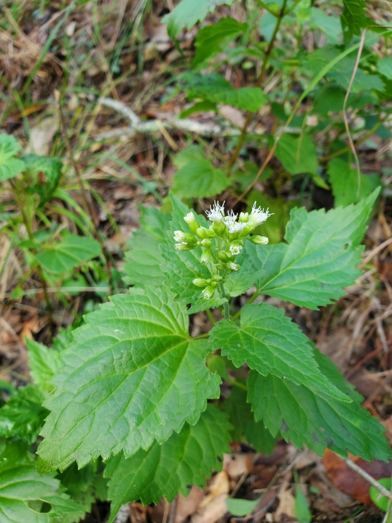 white snakeroot in November 2024 by Eric Keith · iNaturalist