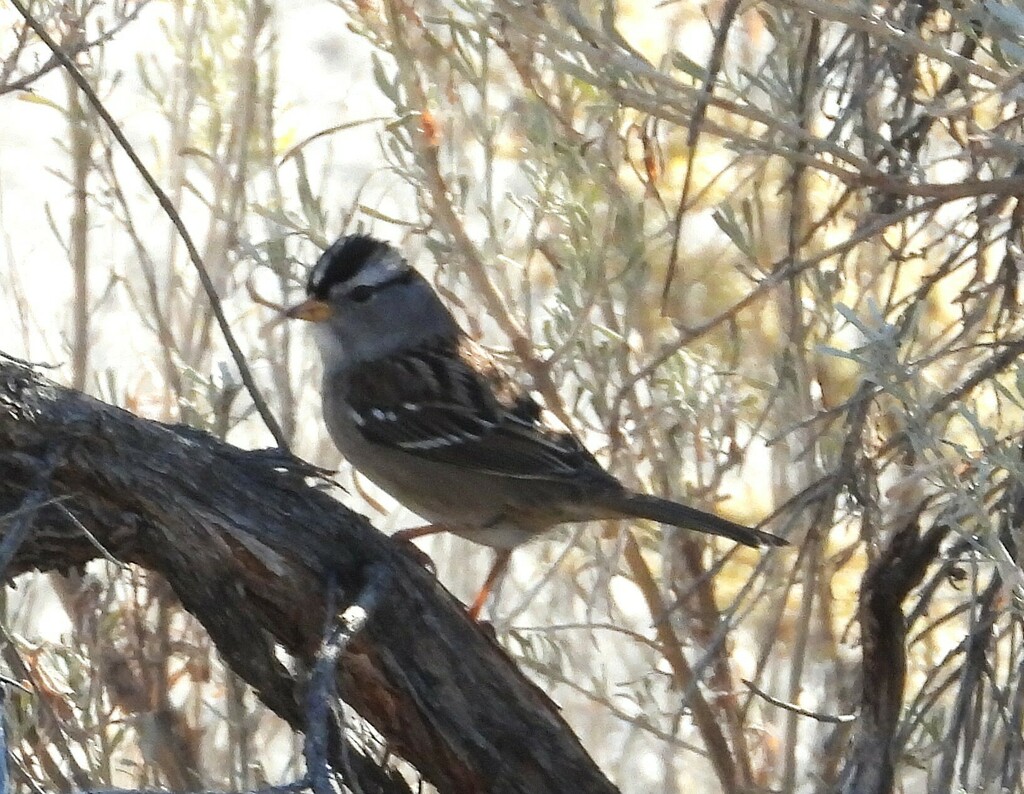 White-crowned Sparrow from Benton County, WA, USA on November 6, 2024 ...