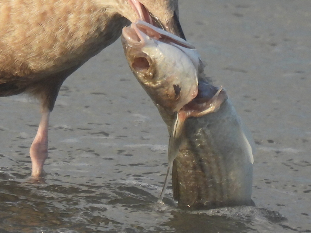 Common Mullets from Texas City Dike, Texas City, TX, USA on November 3 ...