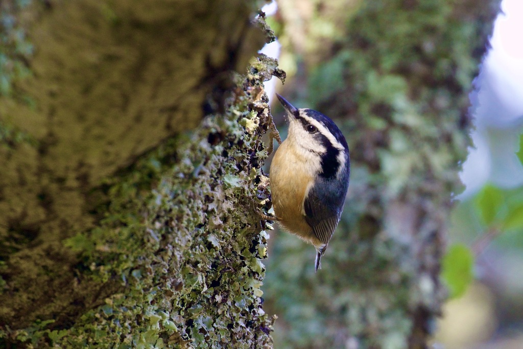 Red-breasted Nuthatch from Knob Cone Point Rd, California, USA on ...