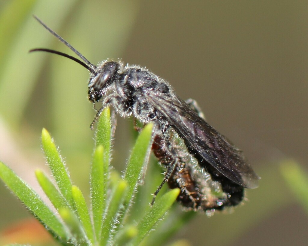 Narrow-waisted Wasps, Ants, and Bees from Sydney NSW, Australia on ...