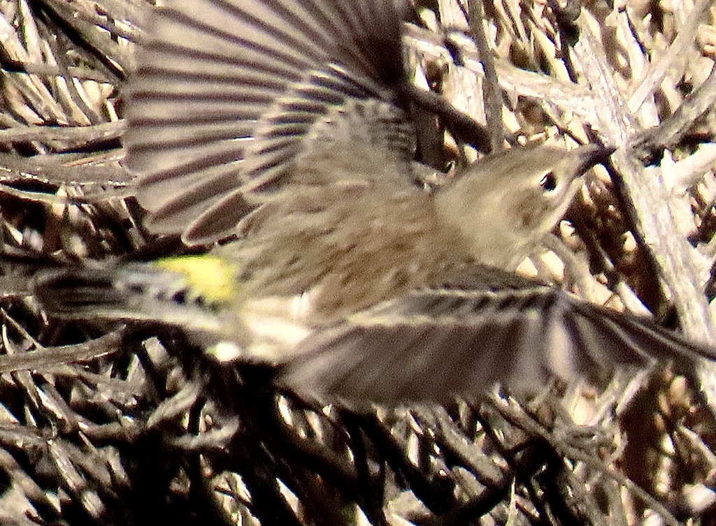 Yellow-rumped Warbler from Thousand Palms, CA, US on October 27, 2024 ...