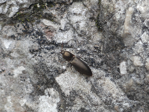 Sericus subaeneus · NaturaLista Colombia