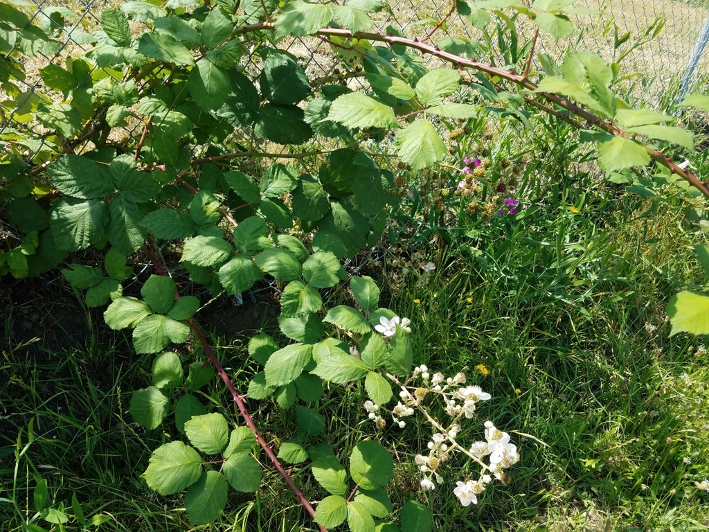 Himalayan Blackberry from Hilltop, Tacoma, WA, USA on July 13, 2019 at ...