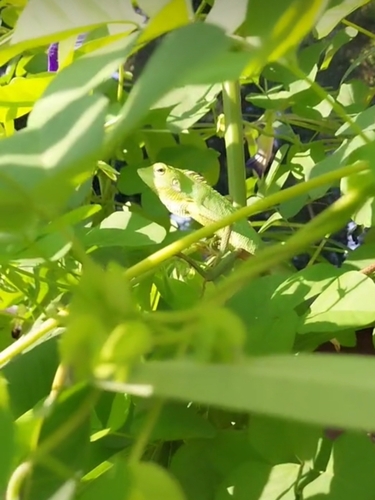 Great Crested Canopy Lizard (Bronchocela jubata) - Snakes and Lizards
