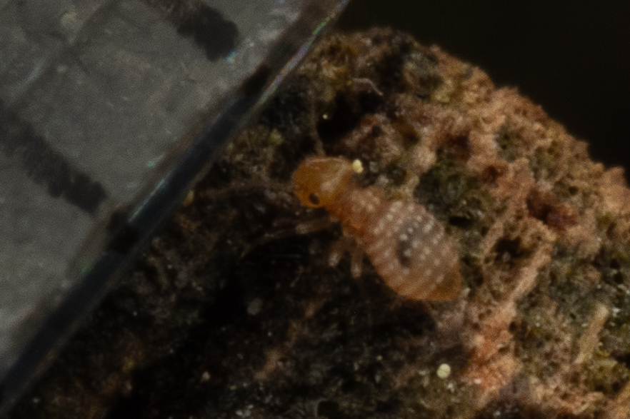 Psocomorpha in November 2024 by Alan Yoshioka. Beside a millimetre rule ...