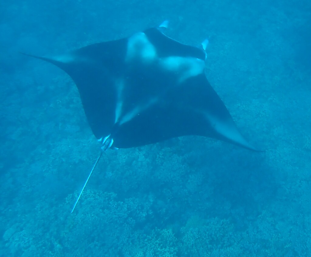 Reef Manta Ray in November 2024 by Leona Kustra. Bora Bora, French ...