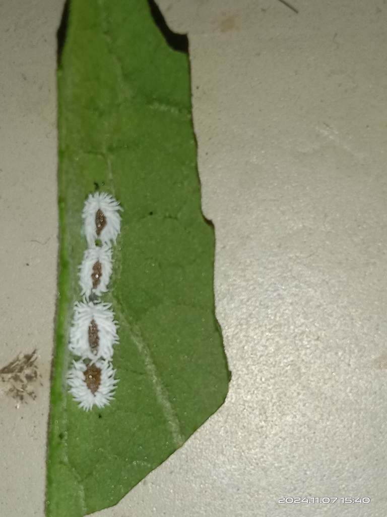 Lady, Fungus, Scavenger, and Bark Beetles from 830台灣高雄市鳳山區二甲里 on ...