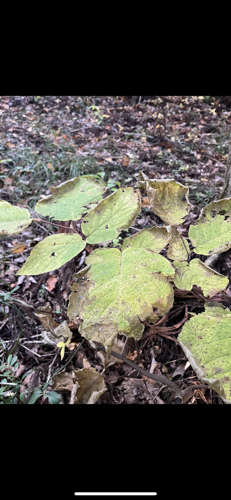 fragrant snowbell from Kawabetoshima, Akita, 019-2611, Japan on ...