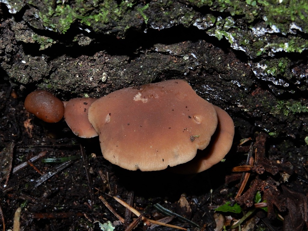 chestnut brittlestem from Ballance, Woodville, New Zealand on July 13 ...