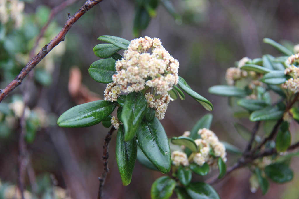 basket bush from Elleker WA 6330, Australia on September 18, 2024 at 02 ...