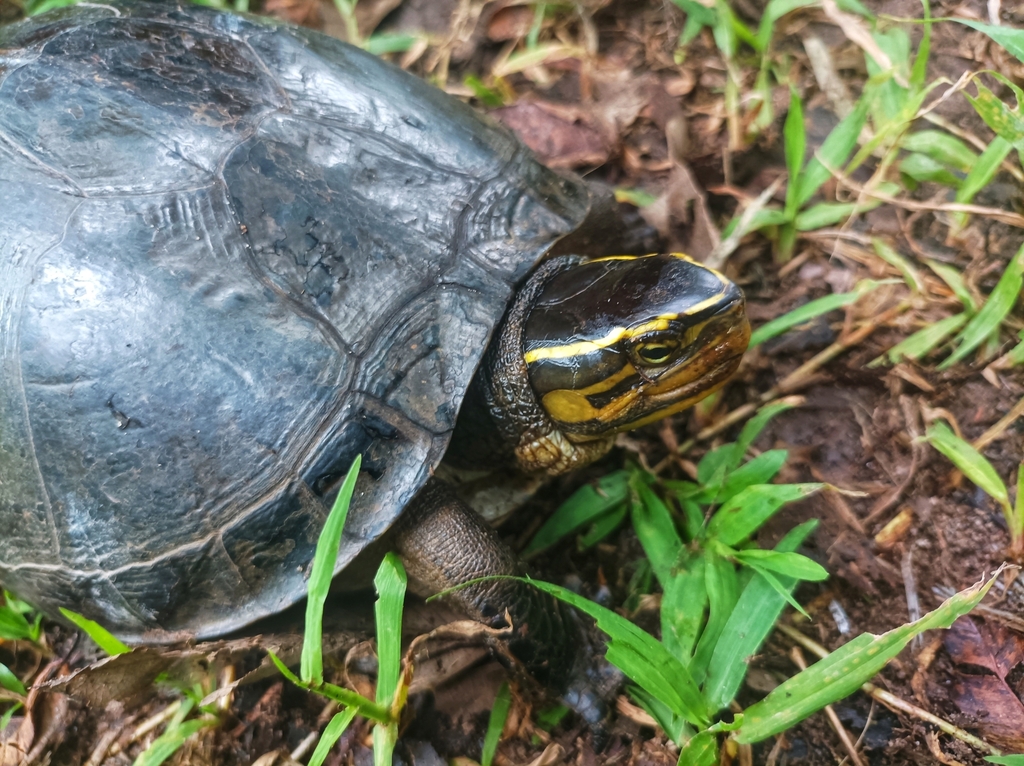 Sunda Box Turtle from 7H79+FVX, Mendawai, South Arut, West Kotawaringin ...