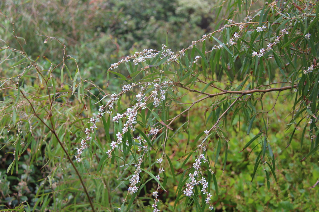 Western Australian Peppermint from William Bay WA 6333, Australia on ...