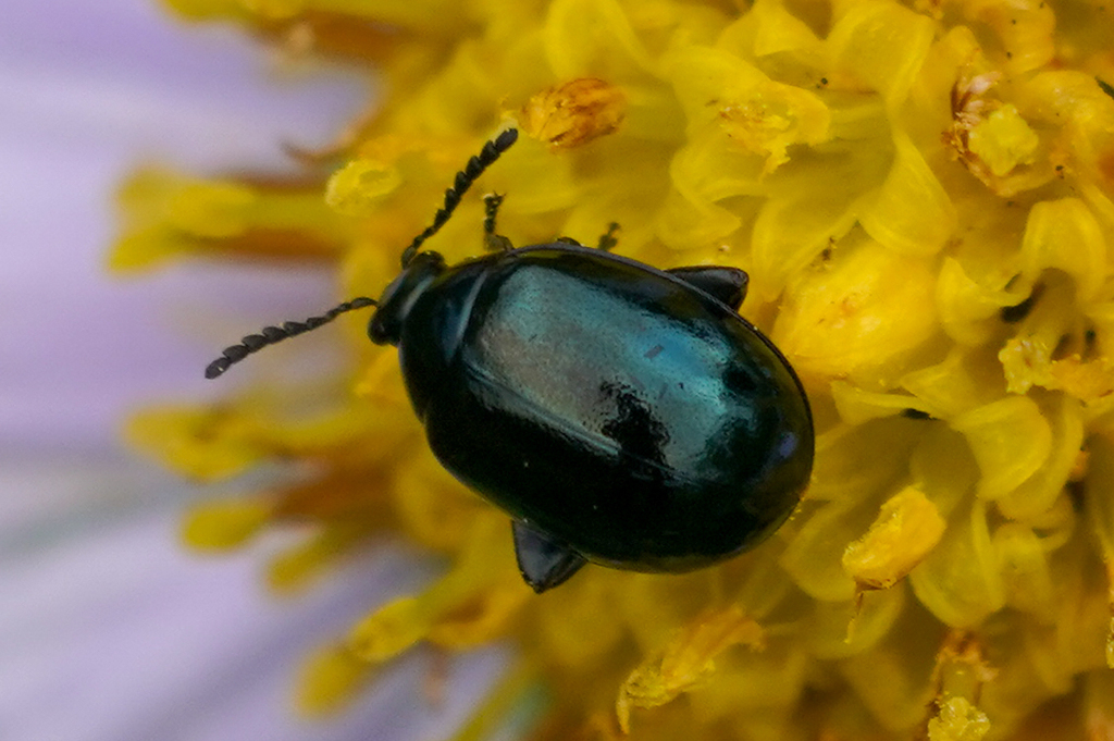 Nonarthra cyanea from 日本、東京都多摩市関戸6丁目 多摩ニュータウン on November 6, 2024 at 12 ...