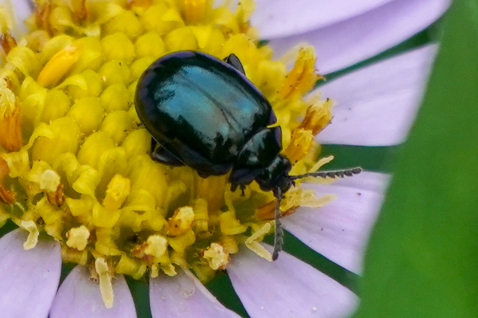 Nonarthra cyanea from 和田 on November 6, 2024 at 12:20 PM by WATANABE ...