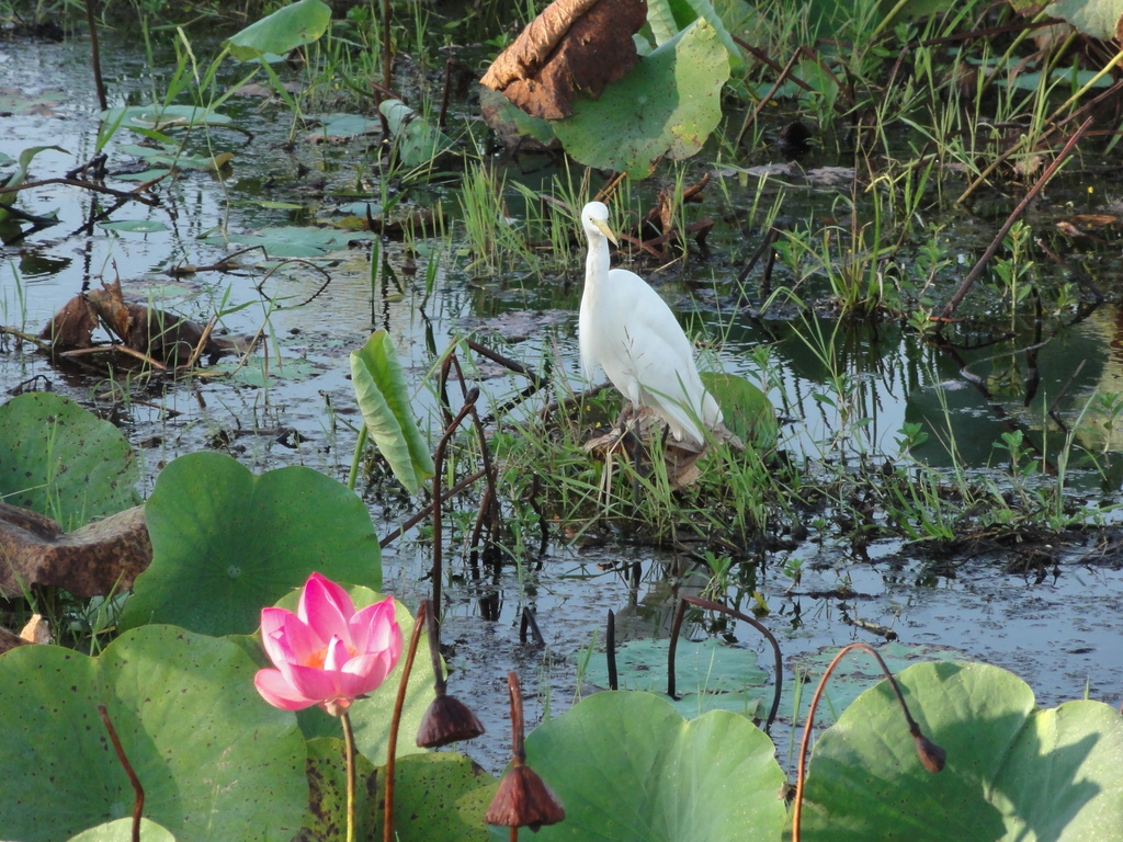 Plumed Egret from Middle Point NT 0822, Australia on May 26, 2015 at 08 ...