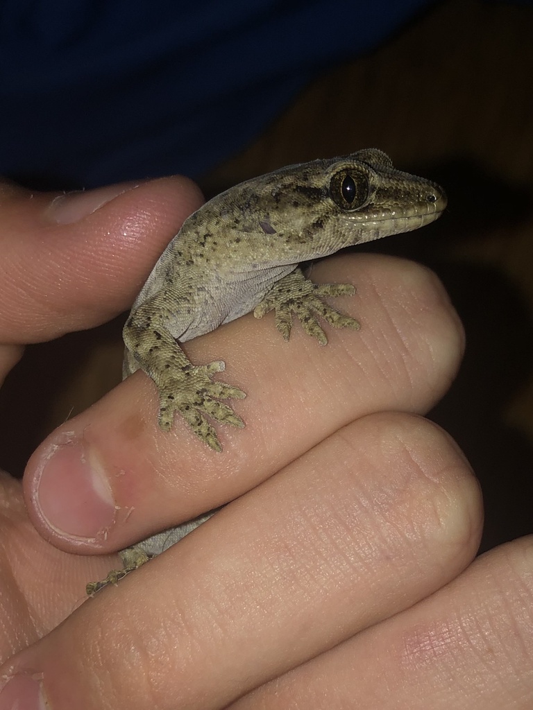 Waitaha Gecko in November 2024 by Ben Ackerley. Found in house ...