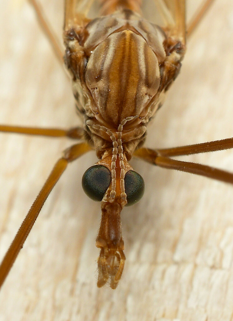Swamp Crane Fly from Makarau, New Zealand on October 22, 2024 at 04:02 ...