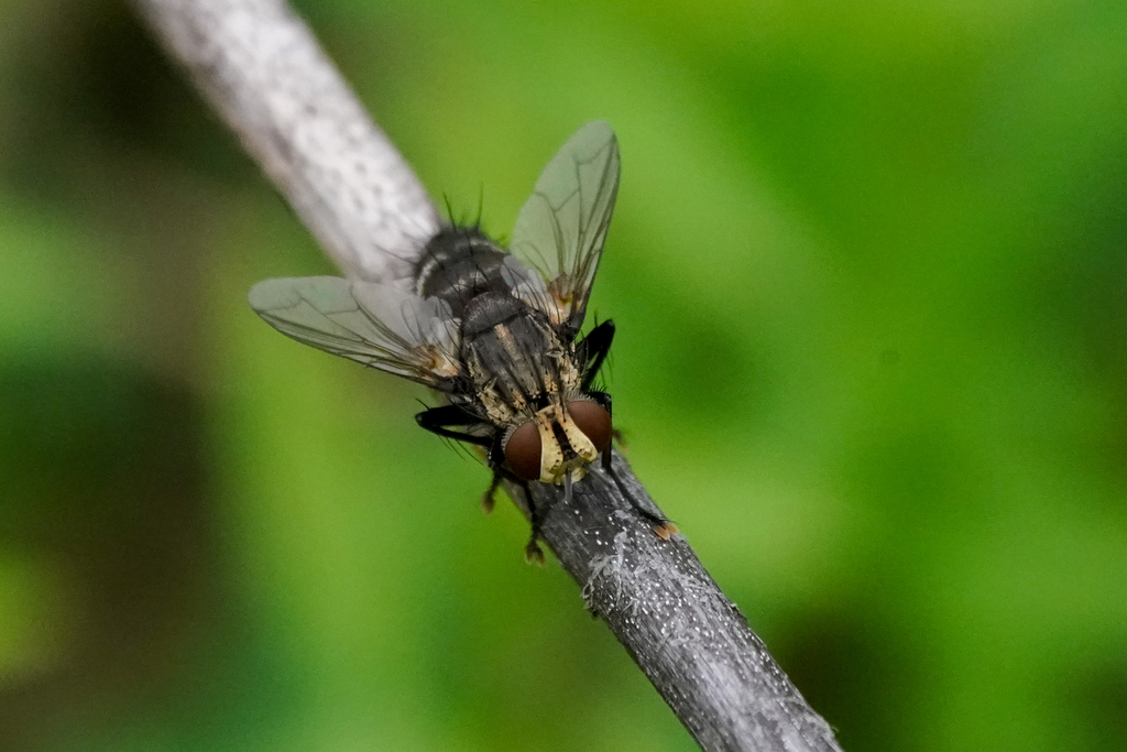 Exorista from 和田 on November 06, 2024 at 02:25 PM by WATANABE Hitoshi ...